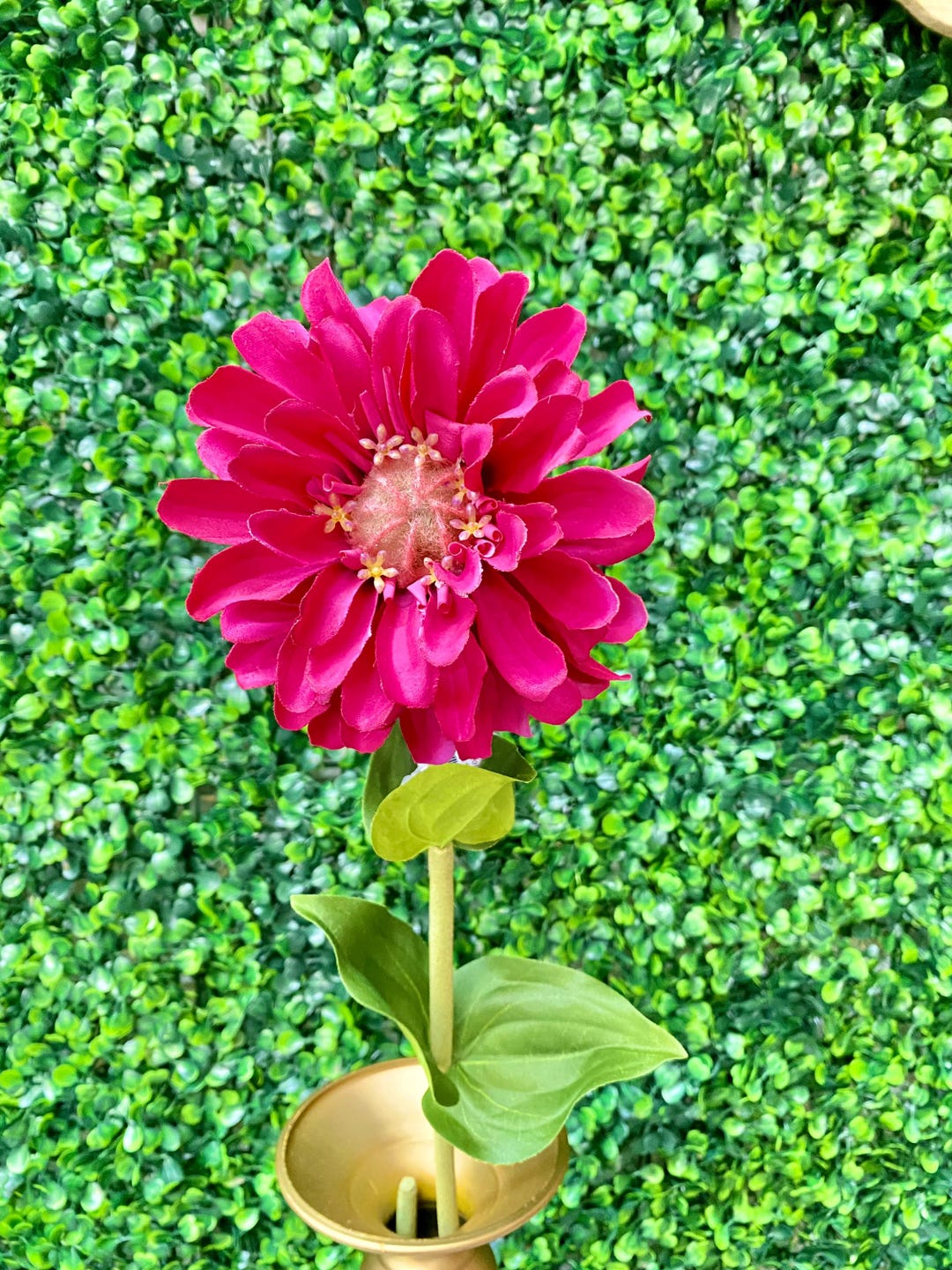 Fuchsia Zinnia Stem - 23 Inch - Etsy