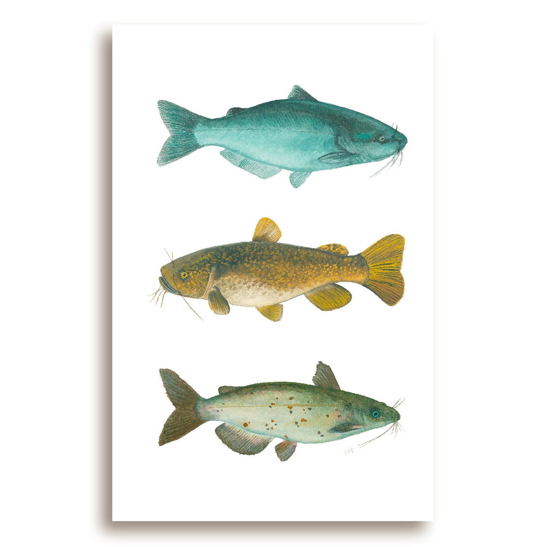 Catfish Watercolor Print - Etsy