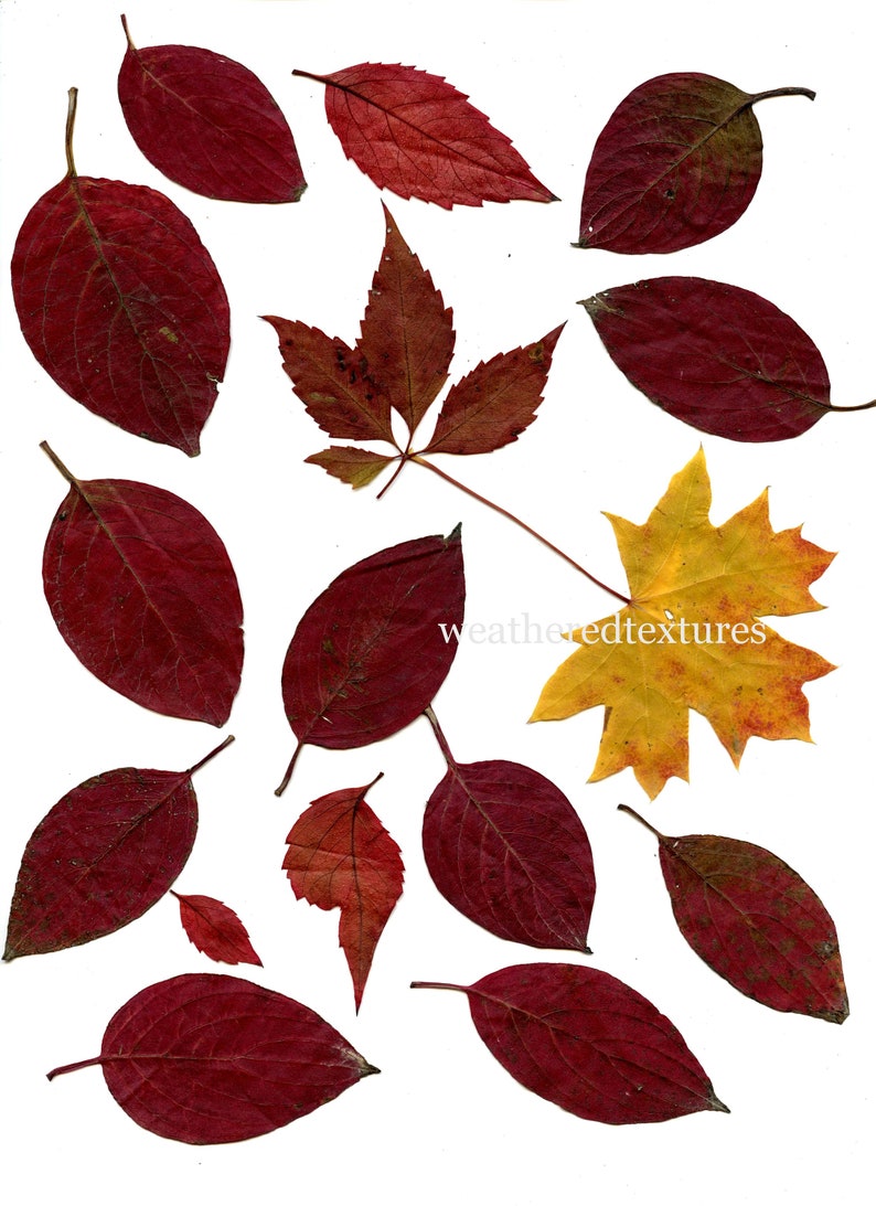 Autumn Leaves Digital Paper Junk Journals Mixed Media Art - Etsy