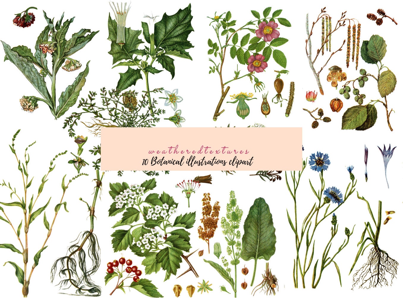 Botanical Illustrations Clipart 10 PNG Files Vintage - Etsy