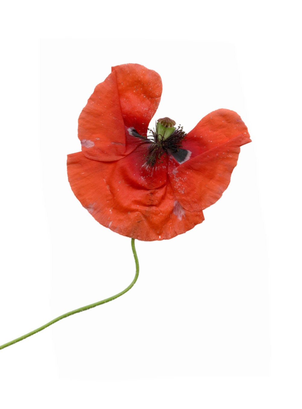 Poppy Clip Art Red Poppies Clipart Red Flowers Clipart - Etsy