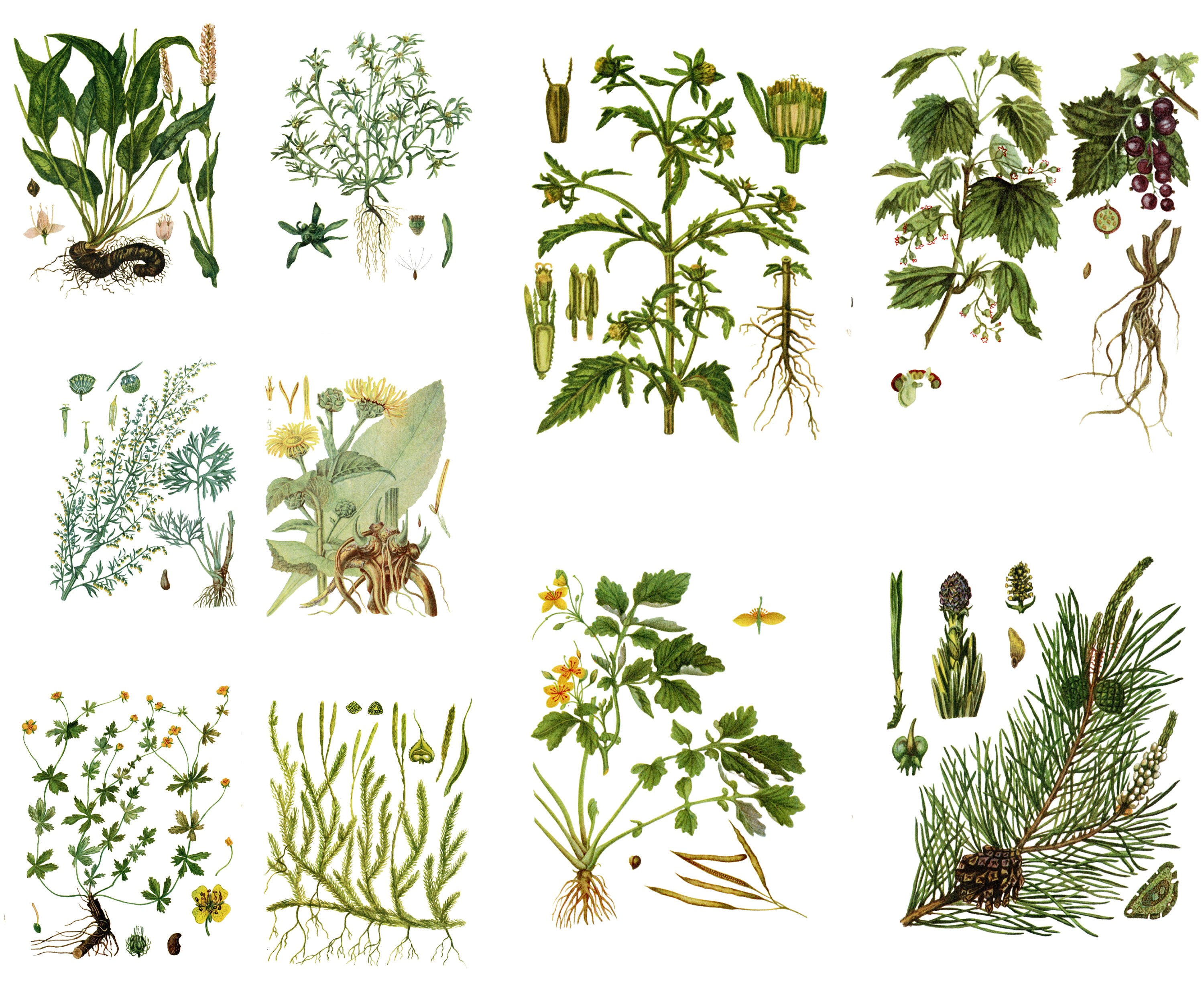 Botanical Illustrations Clipart 10 PNG Files Vintage - Etsy