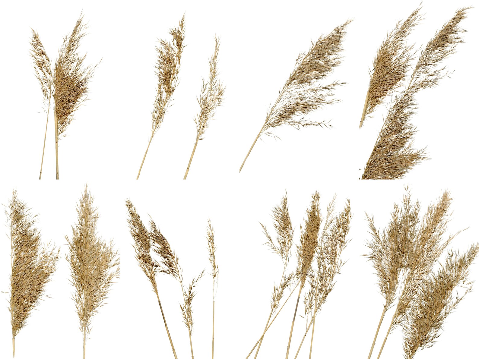 Pampas Grass Clipart Dried Grass Clipart Wild Grass Clipart - Etsy