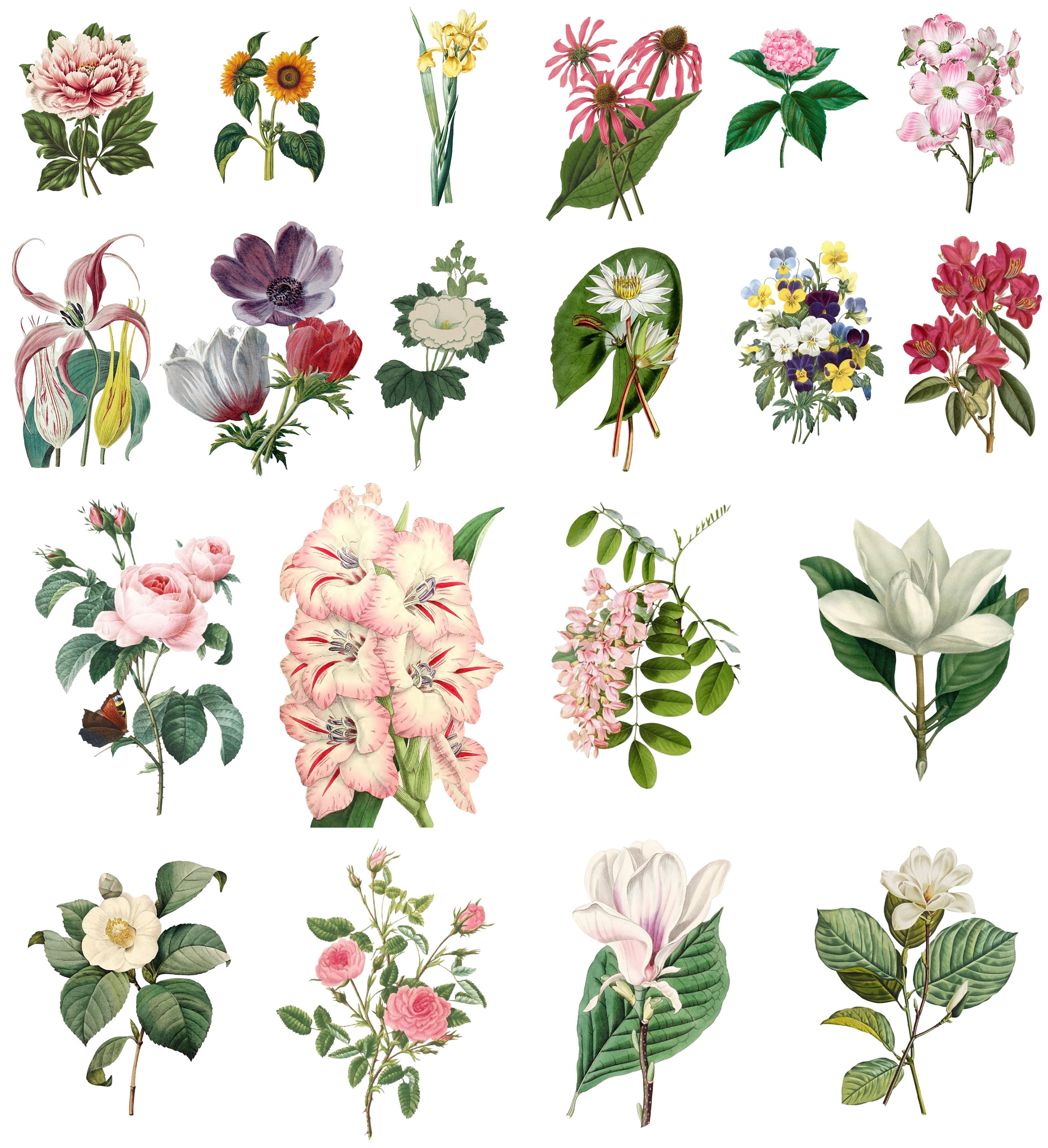 Botanical Illustrations Clipart 20 PNG Files Vintage - Etsy