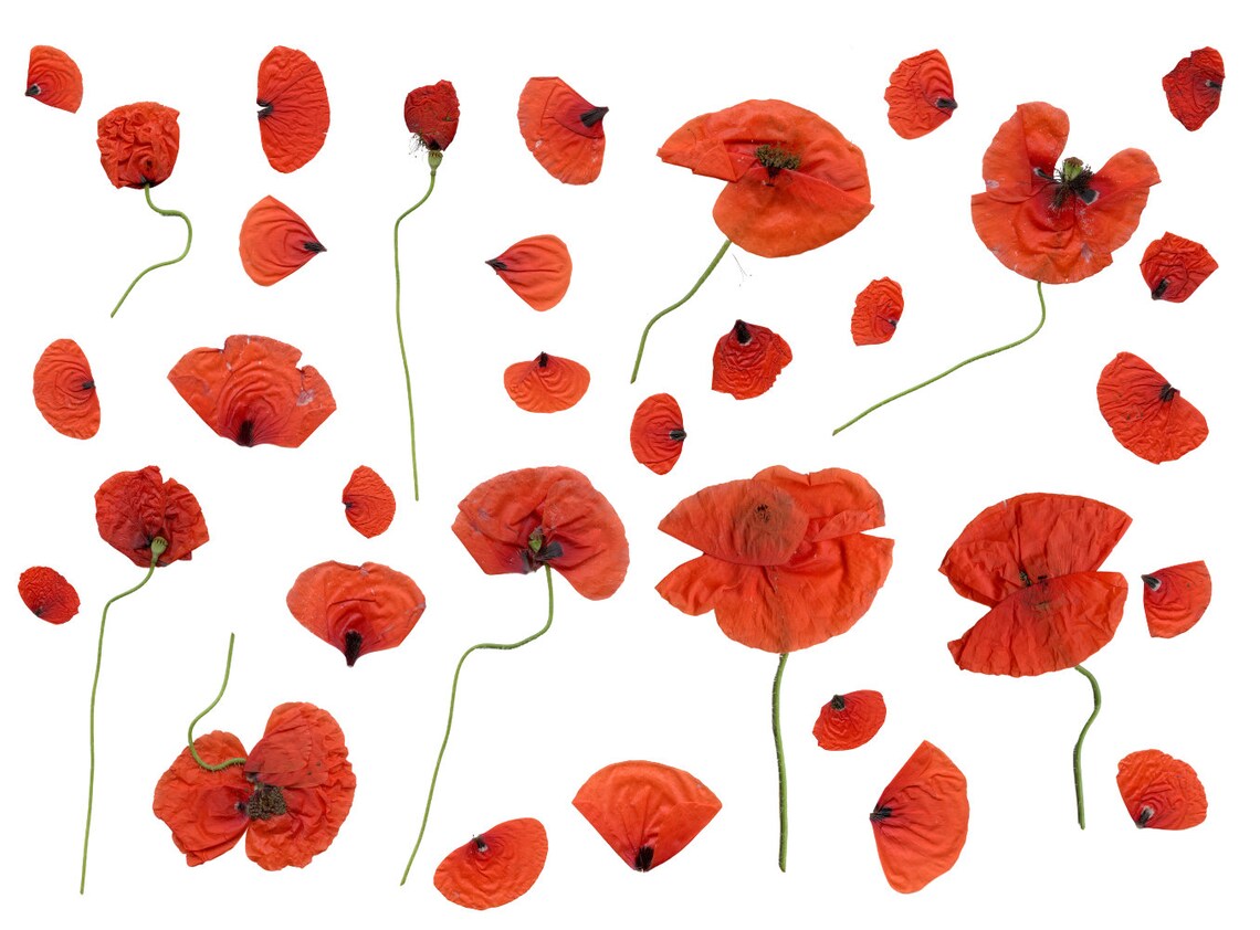 Poppy Clip Art Red Poppies Clipart Red Flowers Clipart - Etsy