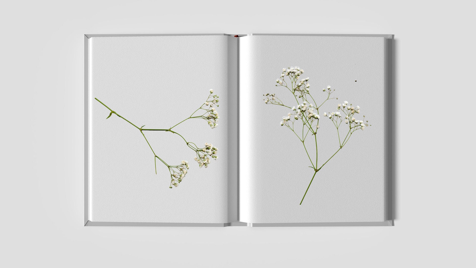 Gypsum Flower Clipart White Flowers Clipart 18 Flower PNG - Etsy UK