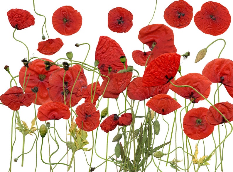 Poppy Clip Art Red Poppies Clipart Red Flowers Clipart 41 - Etsy