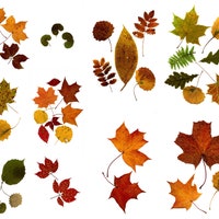 Leaf Collage - Etsy