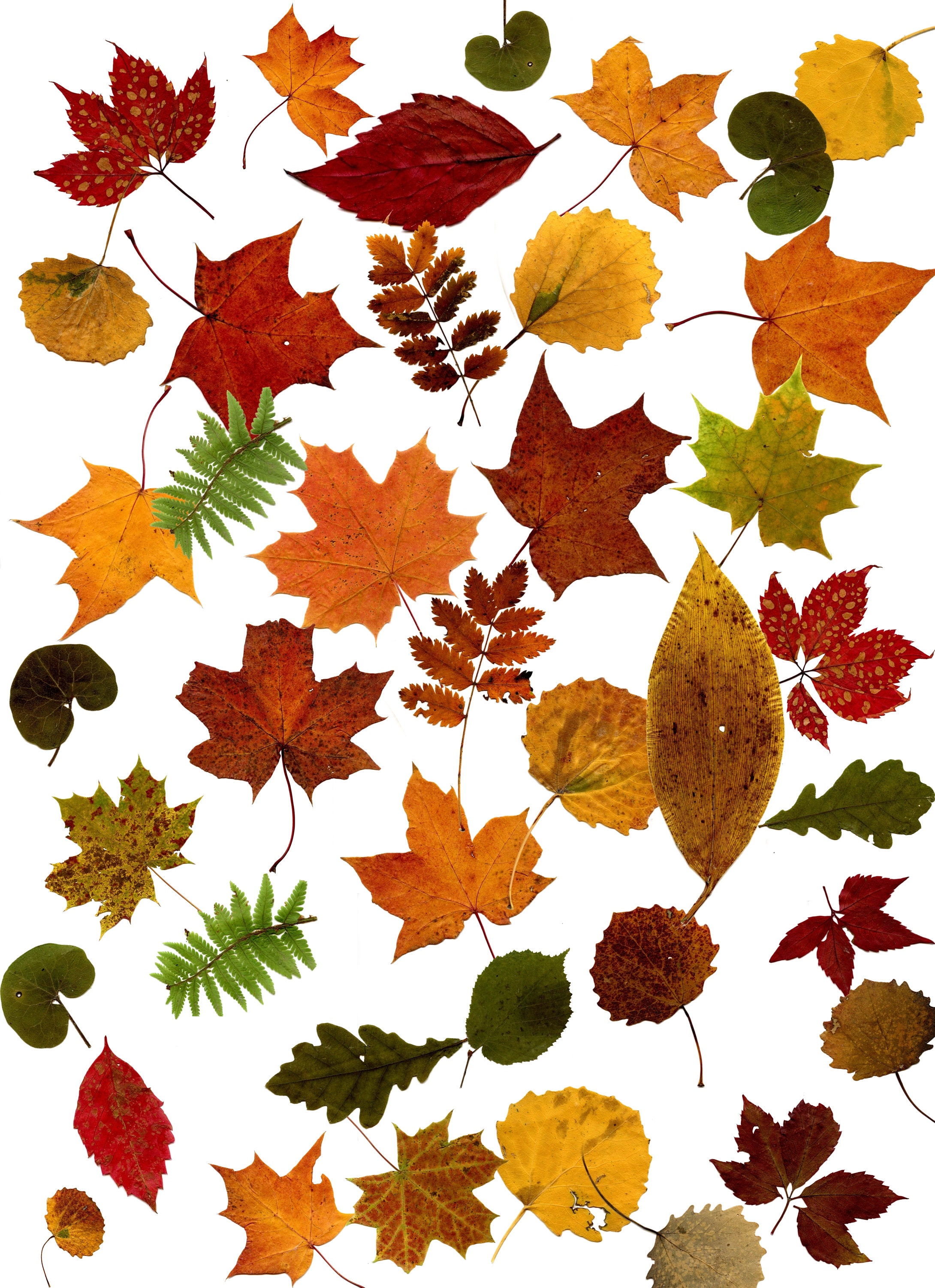 Fall Leaves Clipart Leaves Clipart Fall Clipart Instant - Etsy