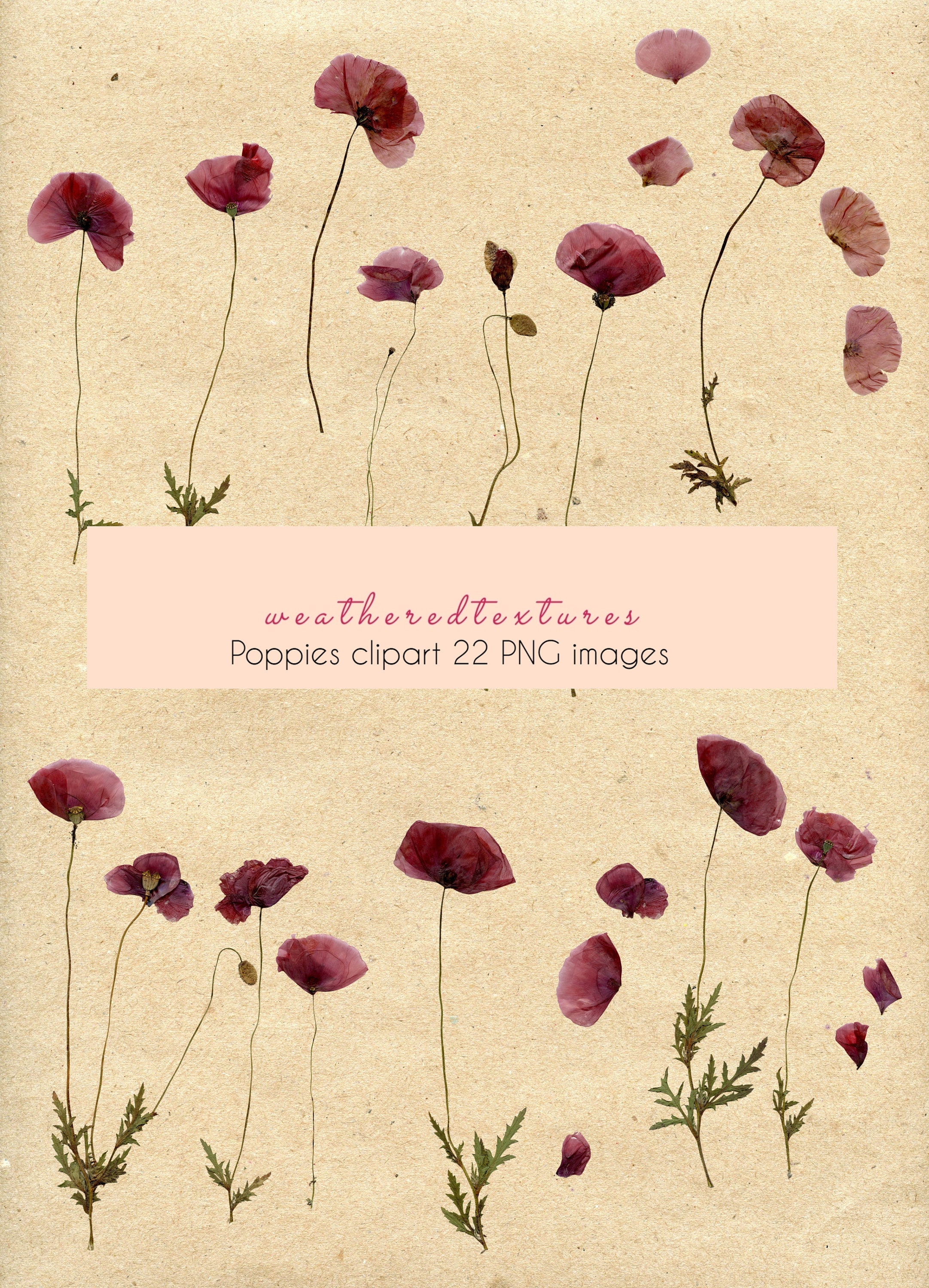 Poppies Clipart Poppy Clipart Poppy Clip Art Poppy Flower | Etsy