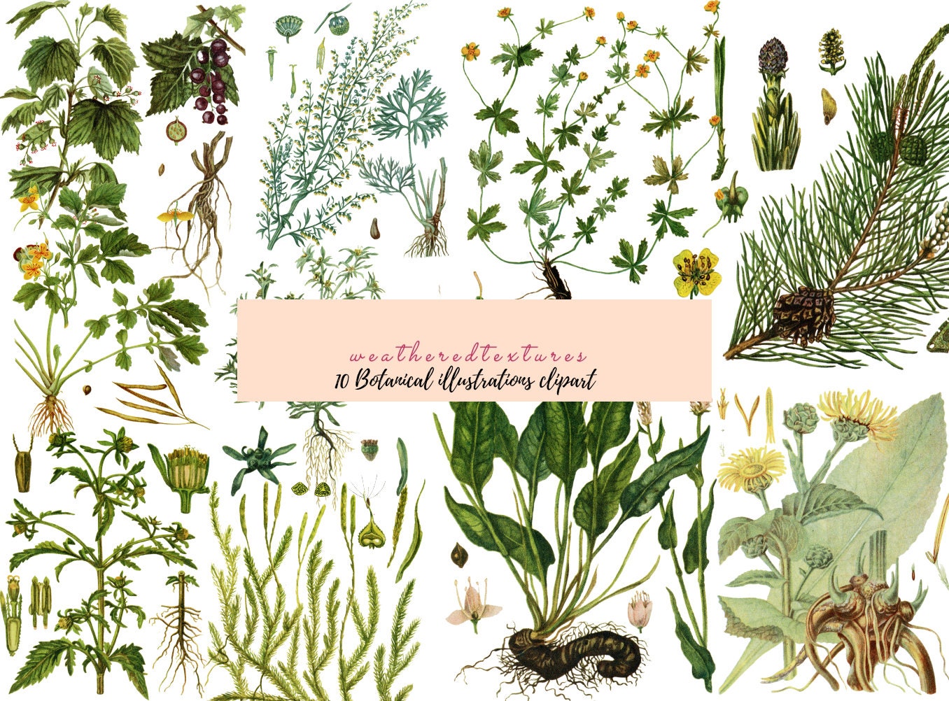 Botanical Illustrations Clipart 10 PNG Files Vintage - Etsy