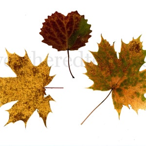 Autumn Leaves, Leaves Digital Paper, Digital Download Botanical Paper ...