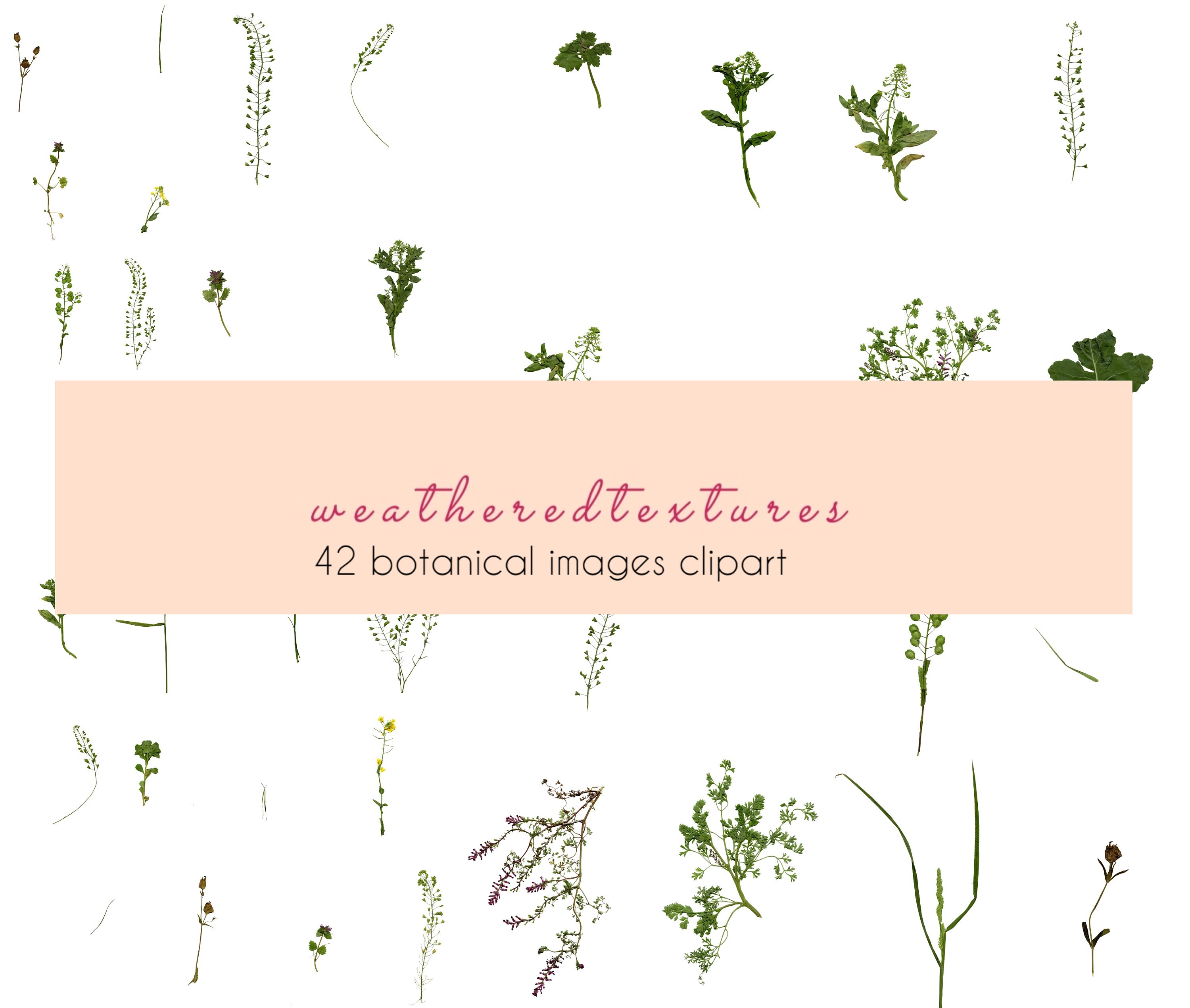 Digital Herbarium Collection 42 Pressed Dry Flowers & Herbs - Etsy