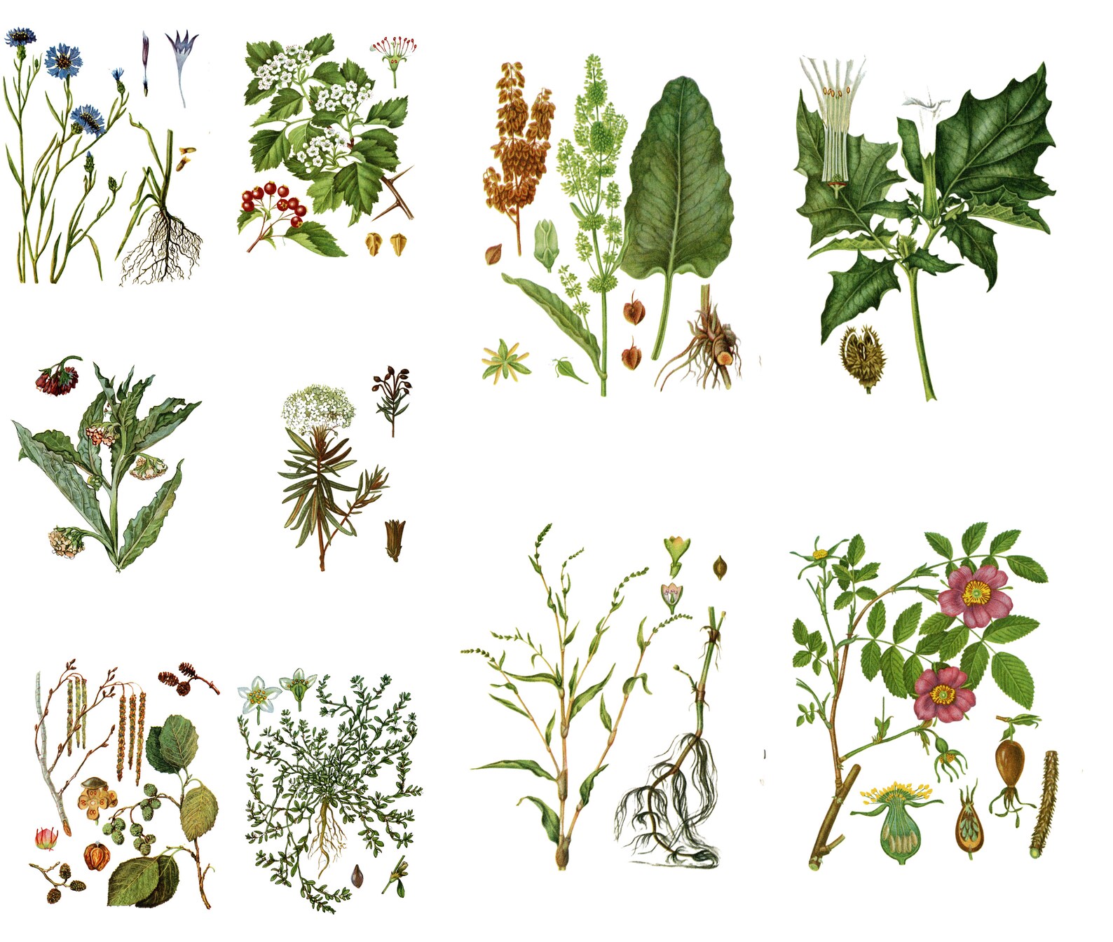 Botanical Illustrations Clipart 10 PNG Files Vintage - Etsy