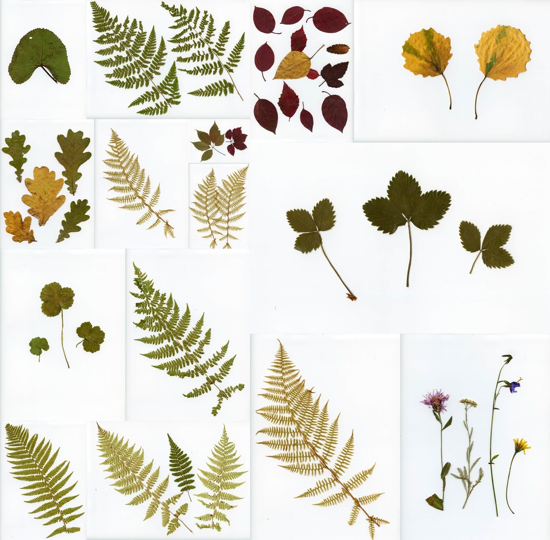 Pressed Flowers, Pressed Leafs, Printable Pressed Flowers, Digital ...