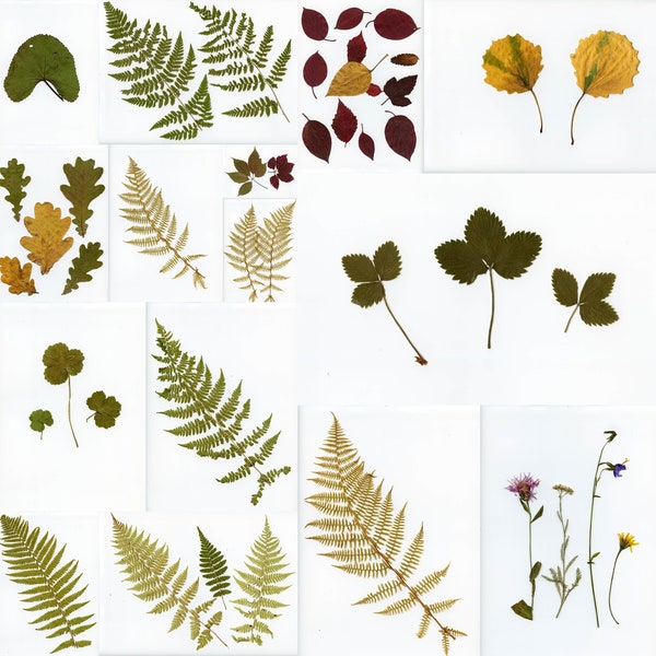 Pressed Plant Art - Etsy