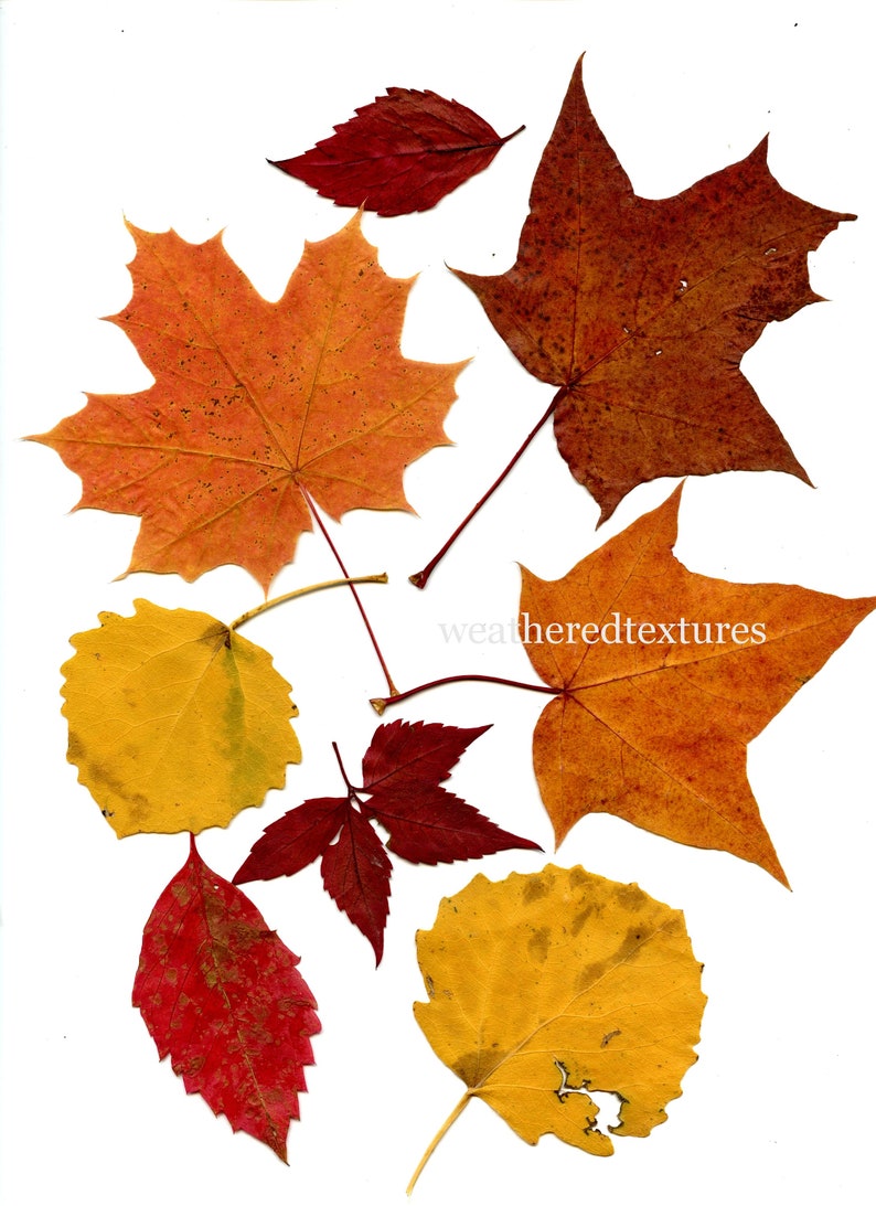 Pressed Leaves Printable Pressed Leaves Digital Download - Etsy