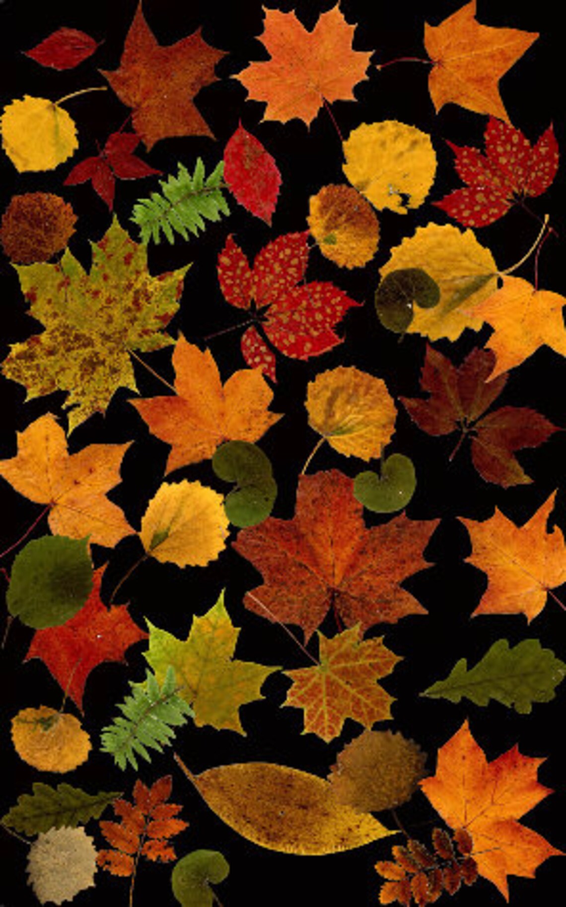 Fall Leaves Clipart Leaves Clipart Fall Clipart Instant | Etsy