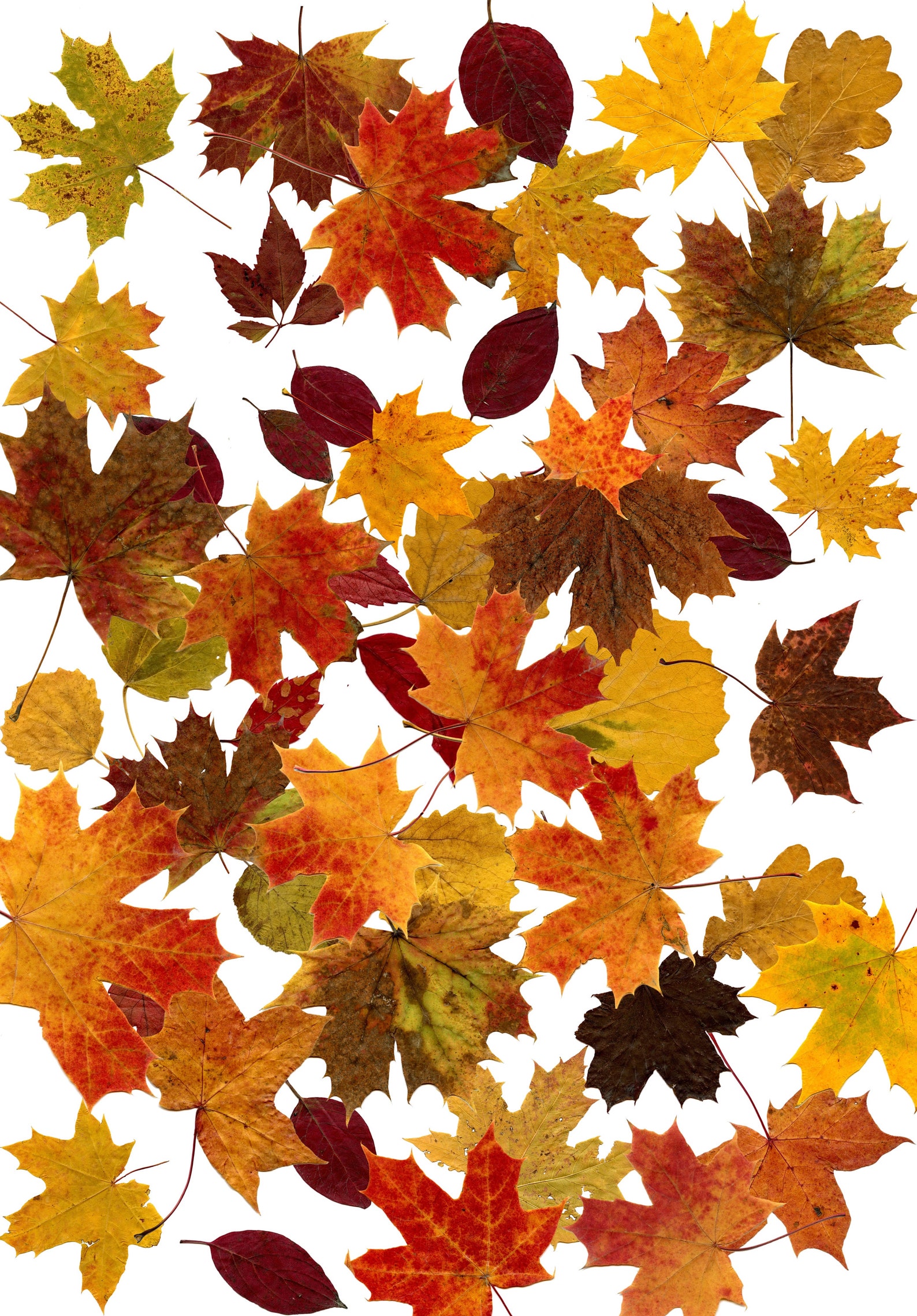 Fall Clipart Fall Leaves Clip Art Leaf Clipart 57 Autumn | Etsy