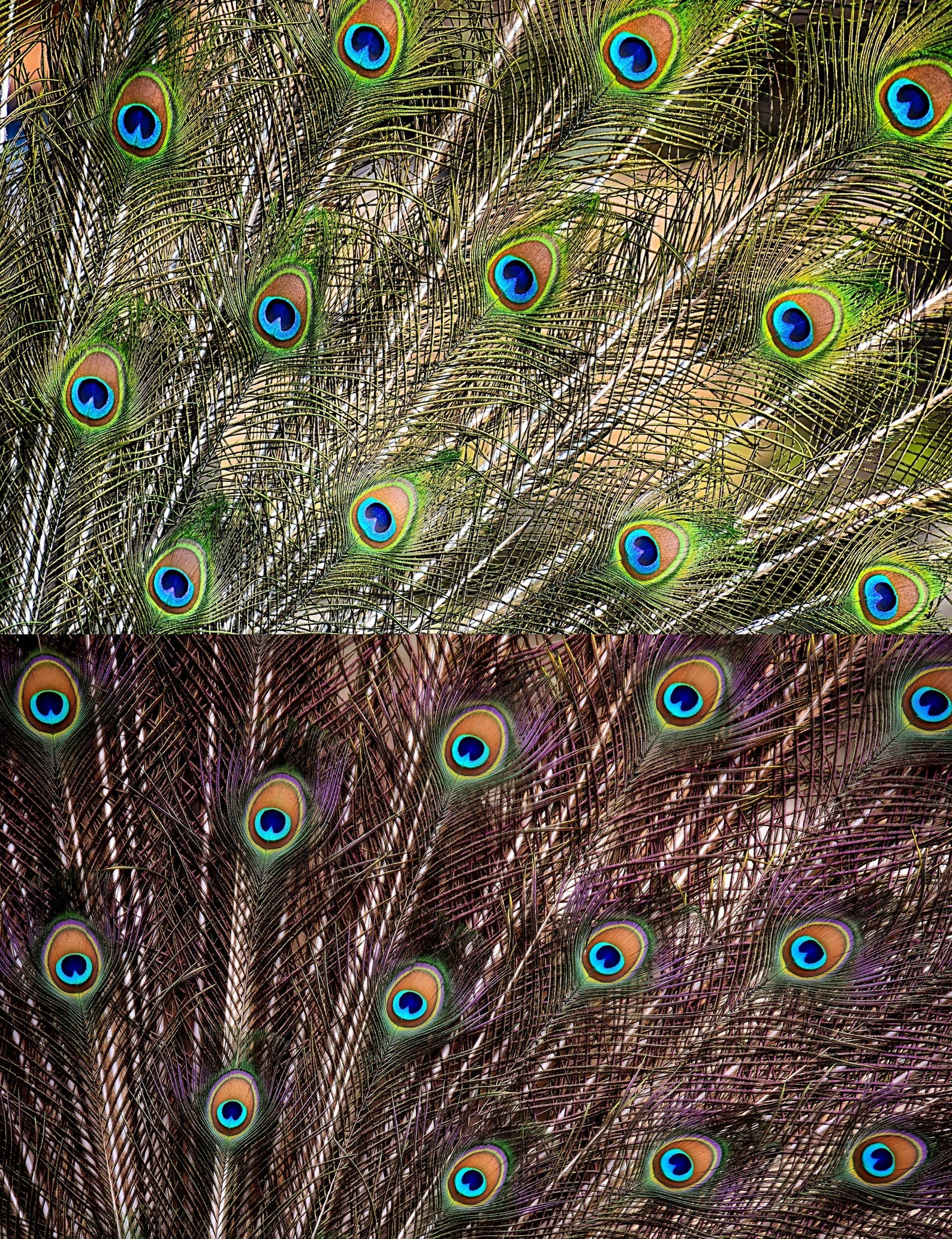 Peacock Feathers Paper Pack Digital Papers 11 Peacock Etsy