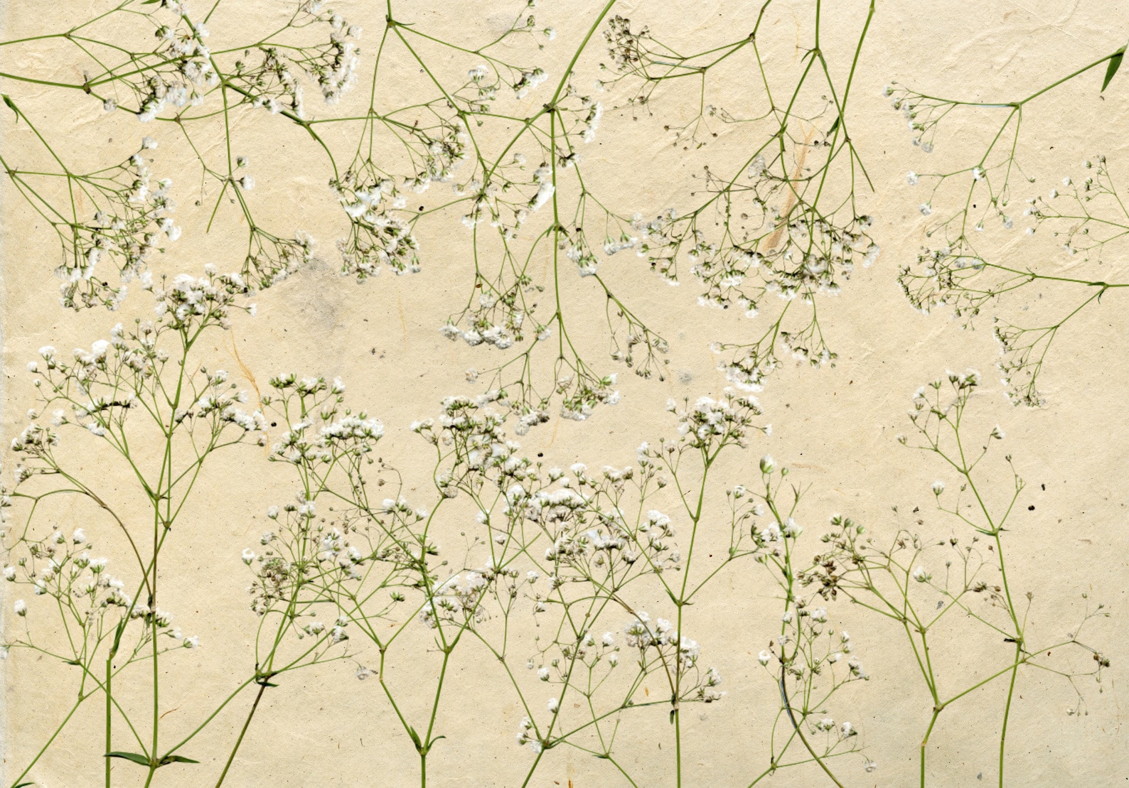 Gypsum Flower Clipart White Flowers Clipart 18 Flower PNG - Etsy UK