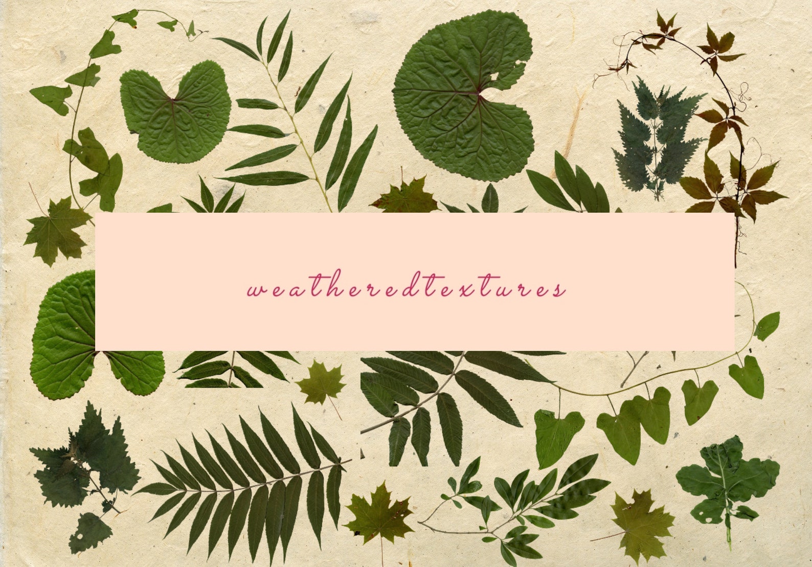 Leaf Clipart 18 PNG Files Green Leaves Clip Art Bundle Real | Etsy