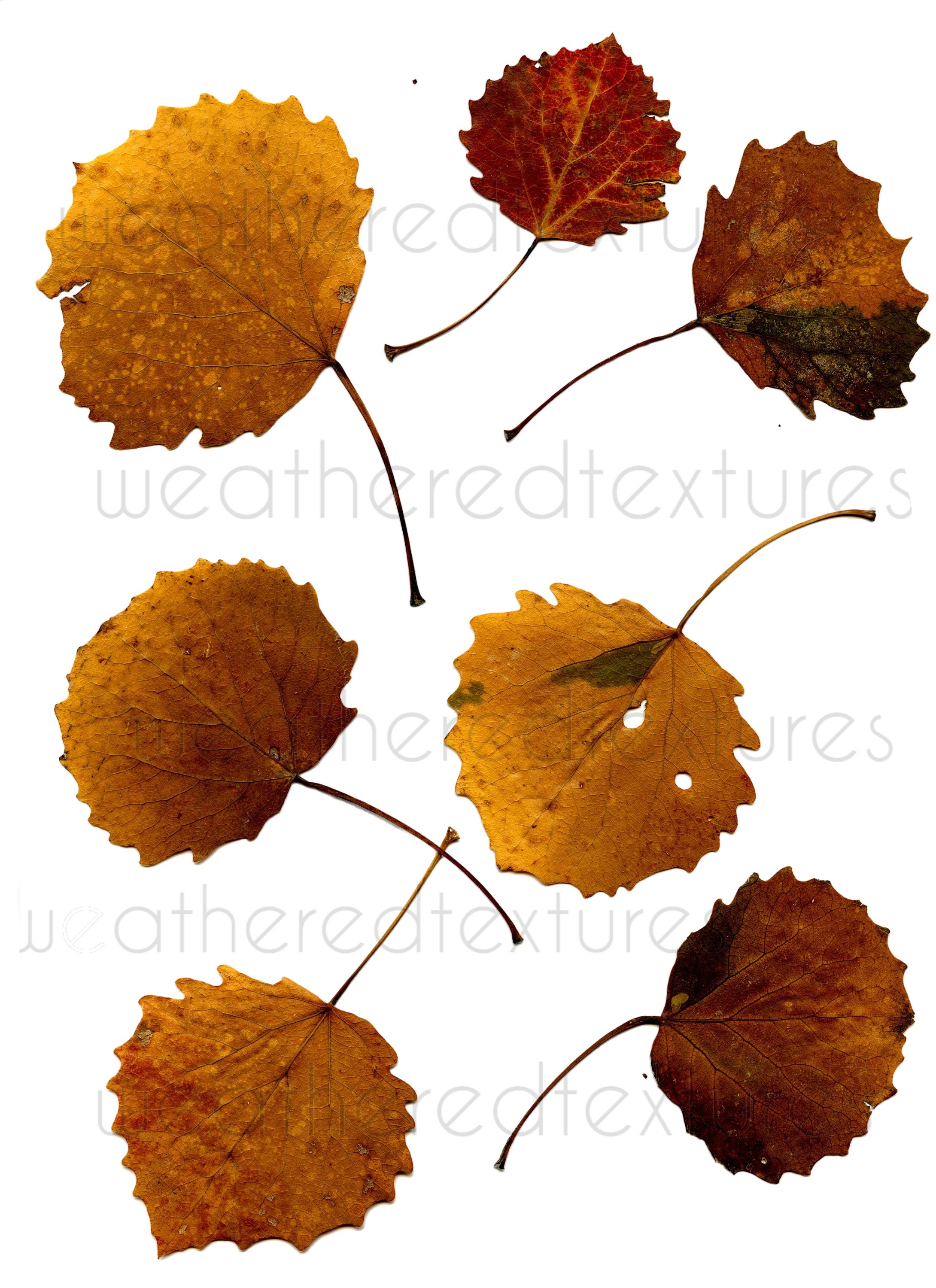 Autumn Leaves Fall Clipart Fall PNG 48 PNG Leaves Clipart - Etsy