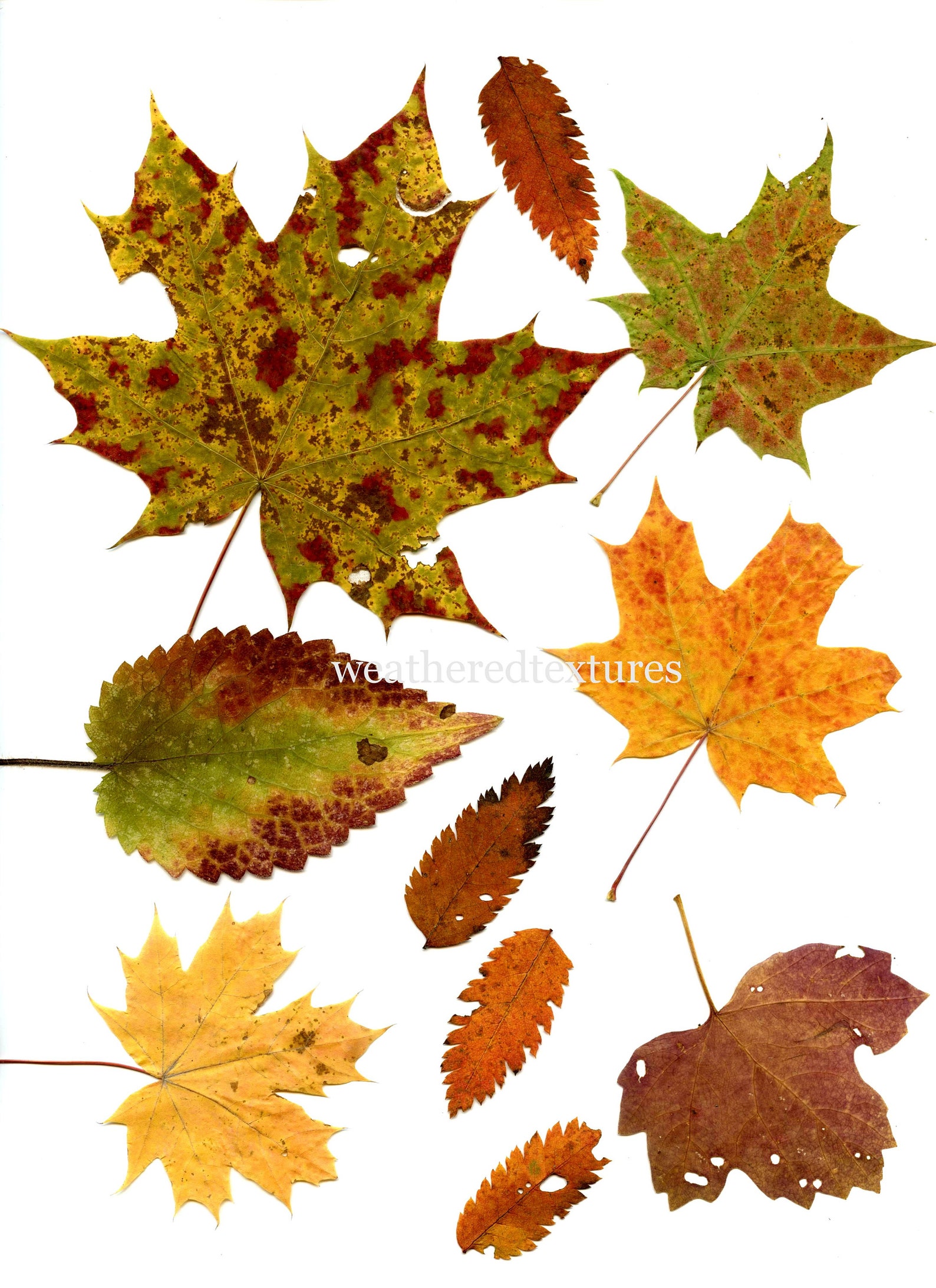 Pressed Flowers Pressed Leaves Printable Pressed Flowers - Etsy