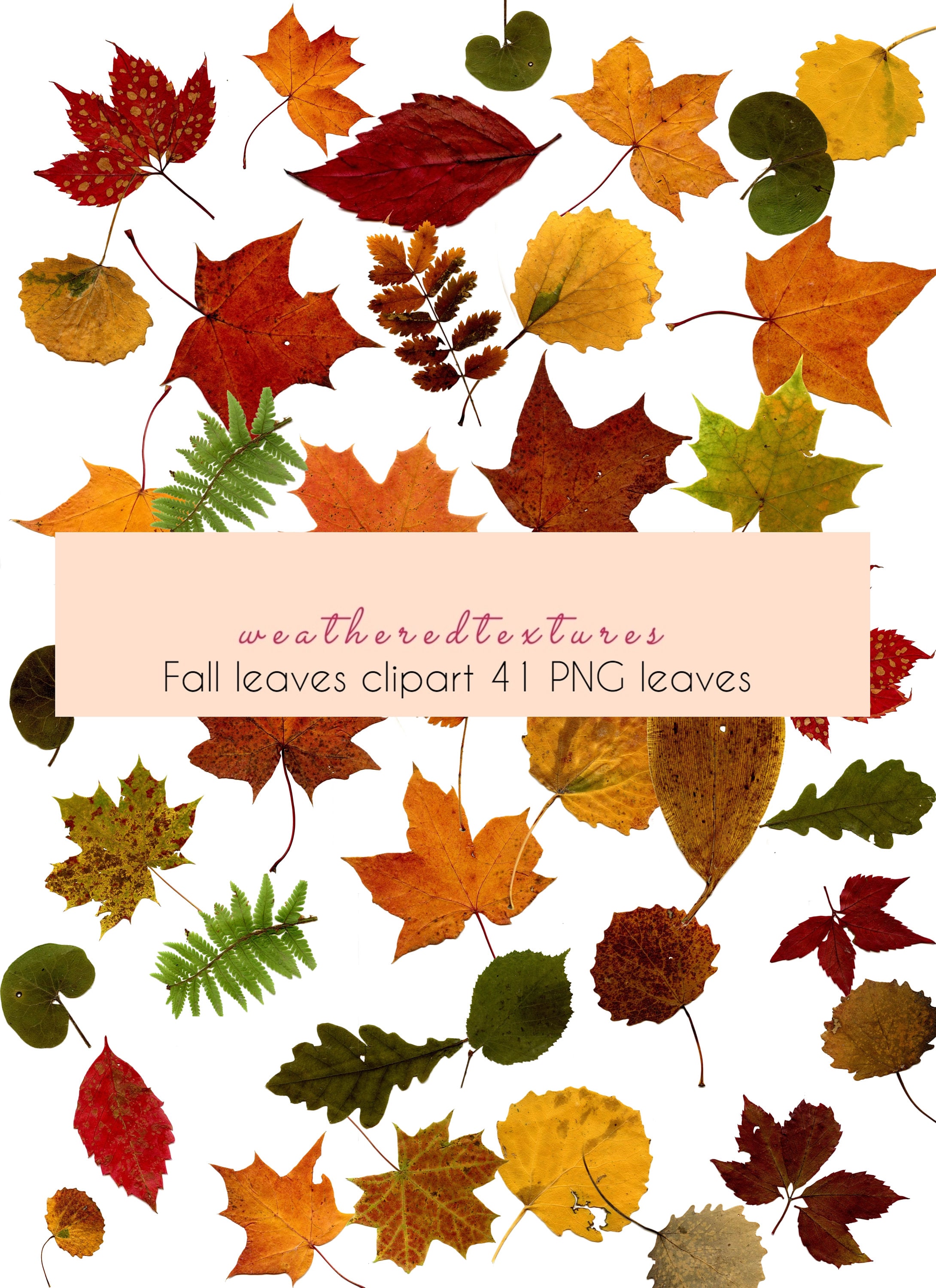 Fall Leaves Clipart Leaves Clipart Fall Clipart Instant - Etsy