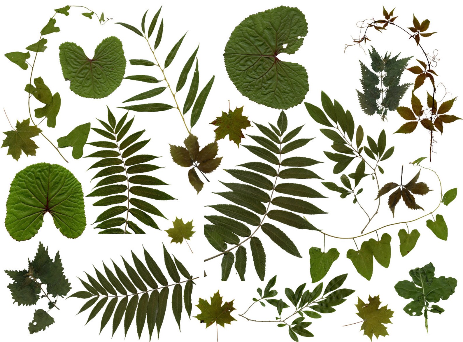 Leaf Clipart 18 PNG Files Green Leaves Clip Art Bundle Real | Etsy