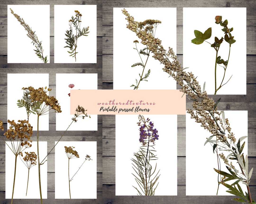 Pressed Flowers, Pressed Leaves, Printable Pressed Flowers, Digital ...