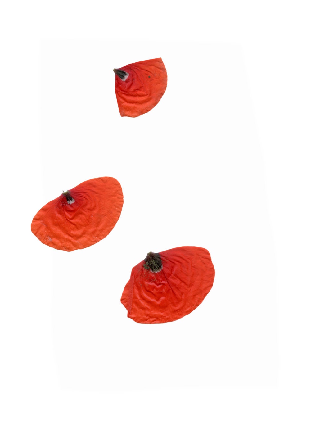 Poppy Clip Art Red Poppies Clipart Red Flowers Clipart - Etsy