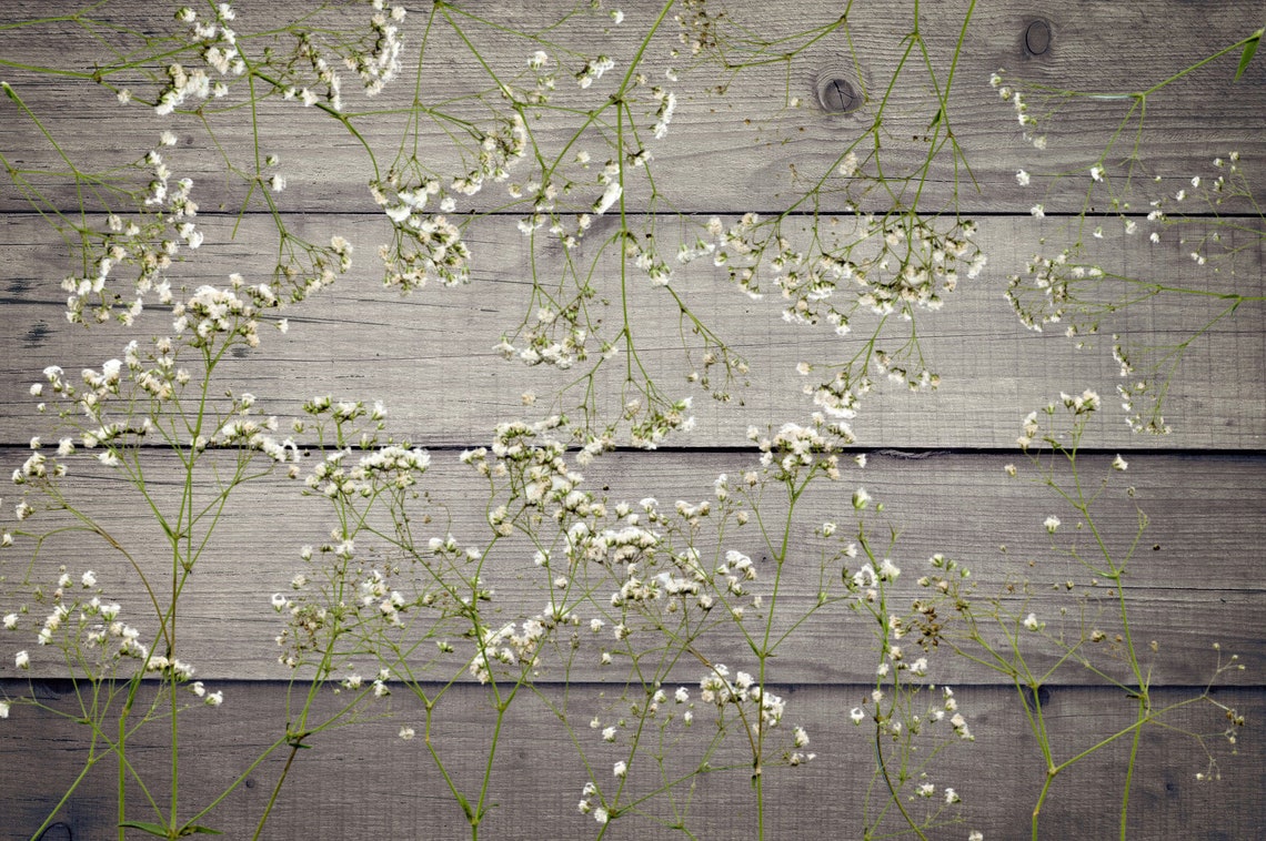 Gypsum Flower Clipart White Flowers Clipart 18 Flower PNG - Etsy UK