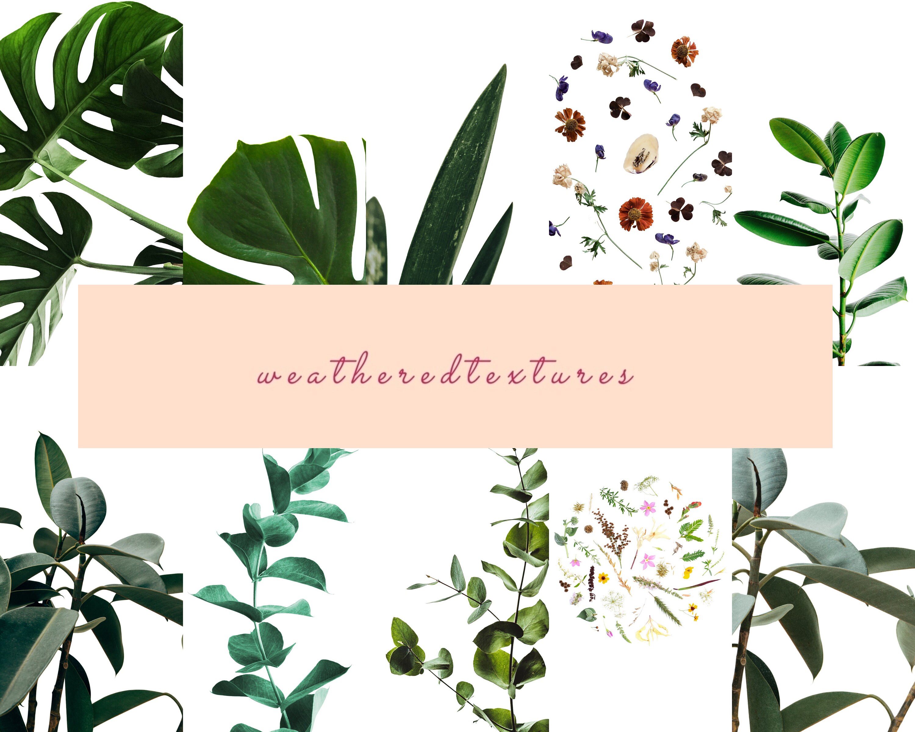 Botanical Clipart Floral Clipart Digital Clipart Leaves - Etsy