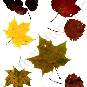 Autumn Leaves, Leaves Digital Paper, Digital Download Botanical Paper ...