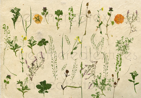Digital Herbarium Collection 42 Pressed Dry Flowers & Herbs | Etsy