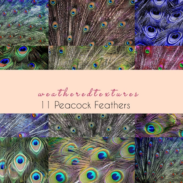 Peacock Feathers - Etsy