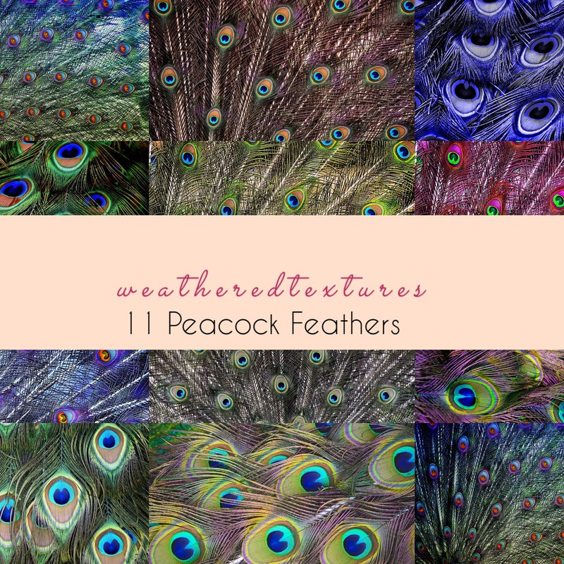 Peacock Papers - Etsy