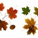 Autumn Leaves, Leaves Digital Paper, Digital Download Botanical Paper ...