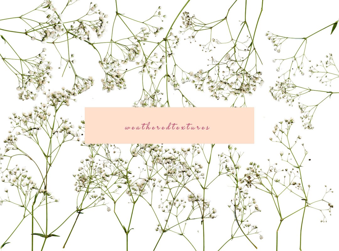Gypsum Flower Clipart: 18 White Flower PNG, Botanical Illustration ...