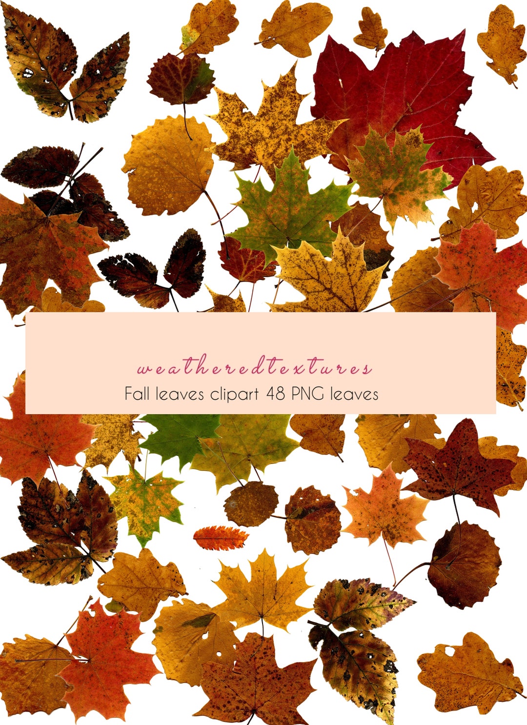 Autumn Leaves, Fall Clipart, Fall PNG, 48 PNG Leaves Clipart, Oak ...