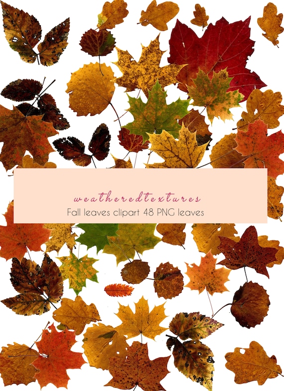 Autumn Leaves Fall Clipart Fall PNG 48 PNG Leaves Clipart - Etsy