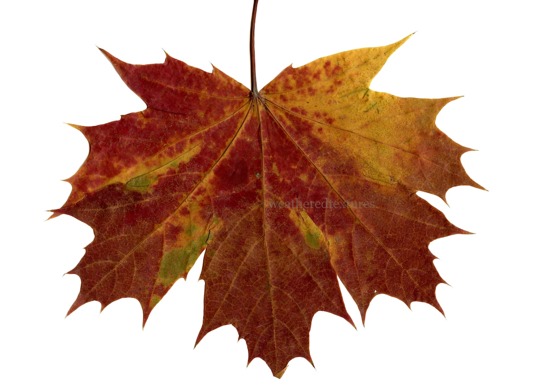 DIGITAL DOWNLOAD - Maple Leaf Printable, Fall Art Print, Autumn Leaves ...