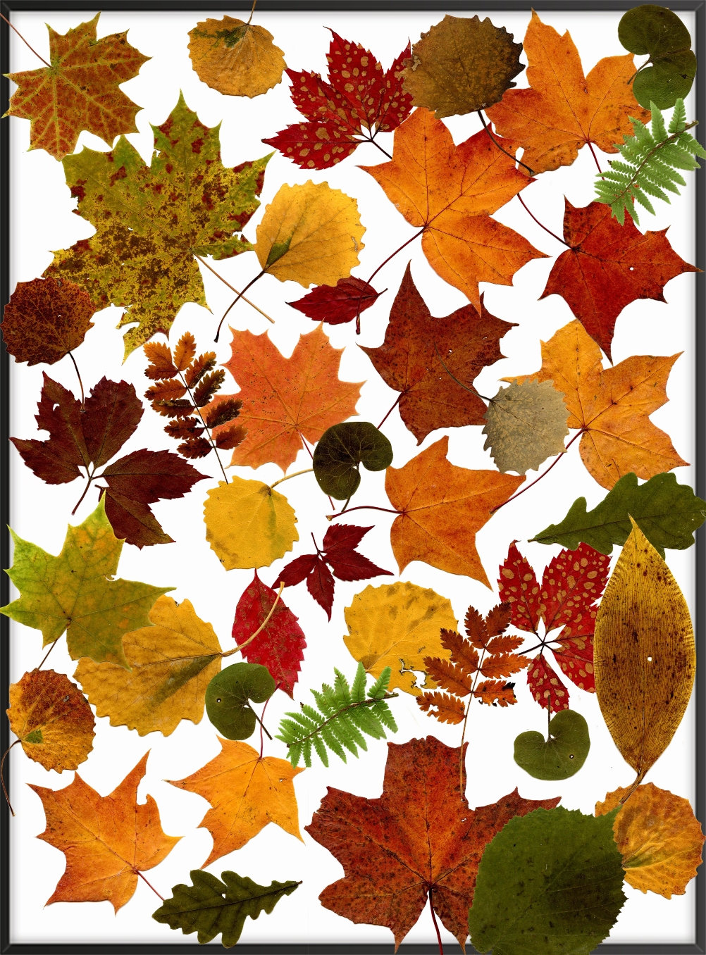 Fall Leaves Clipart Leaves Clipart Fall Clipart Instant - Etsy