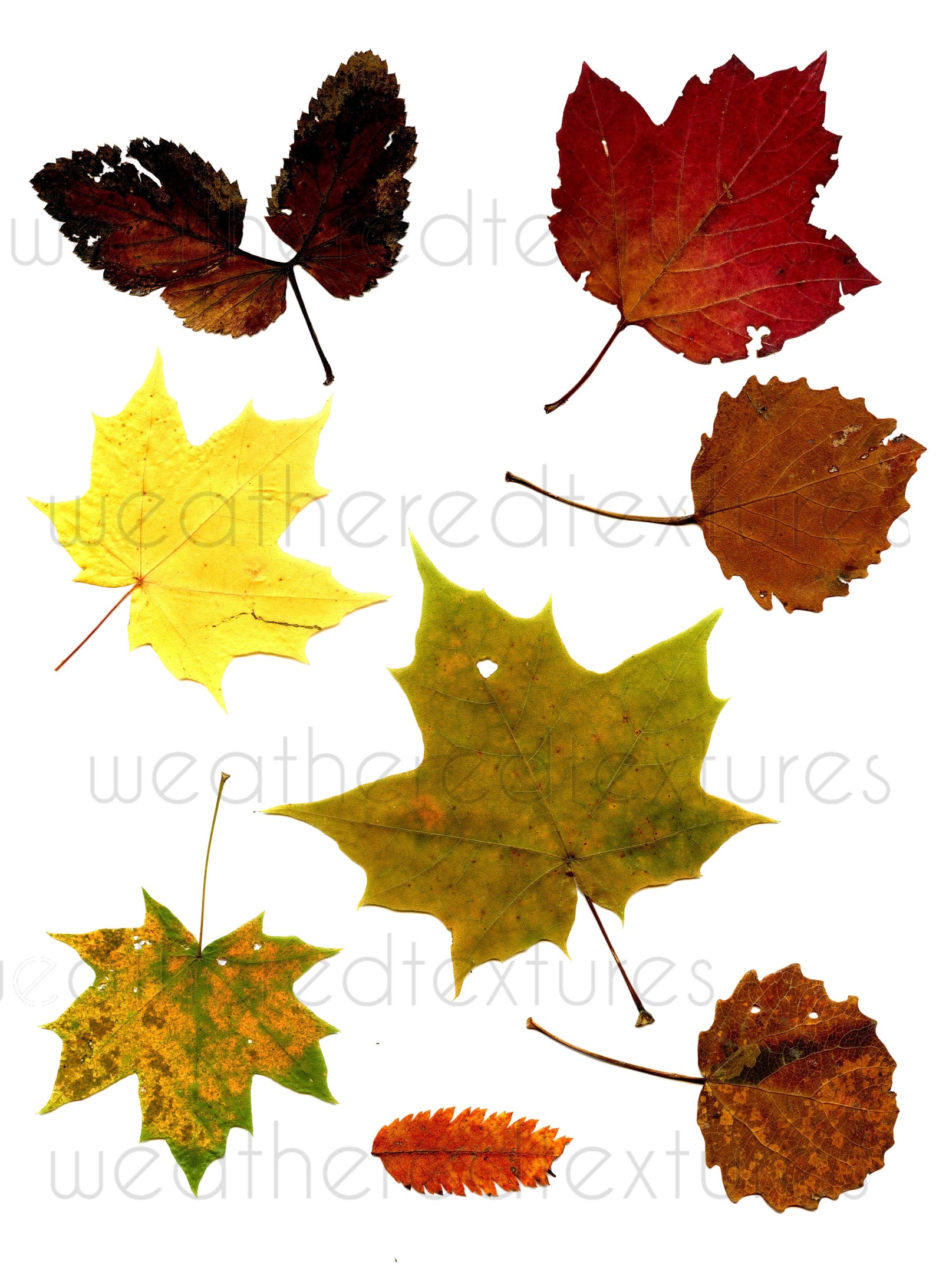 Autumn Leaves Fall Clipart Fall PNG 48 PNG Leaves Clipart - Etsy