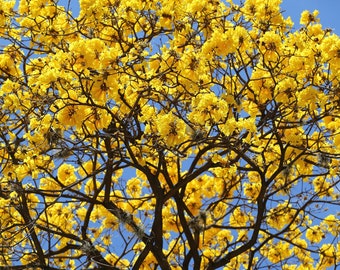 Araguaney Tree Art - Etsy