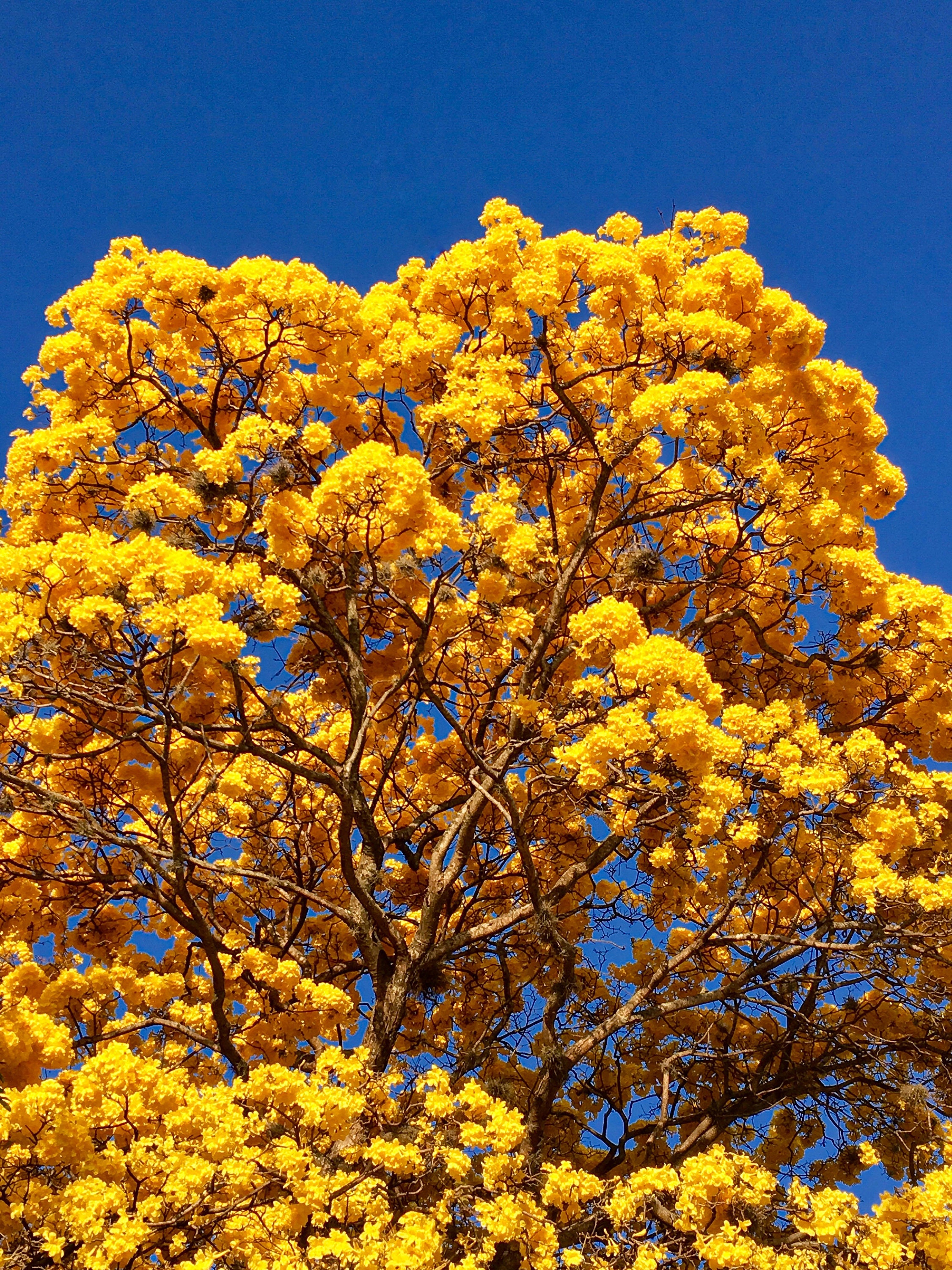 Amarillo Araguaney y azul Caracas - Etsy España