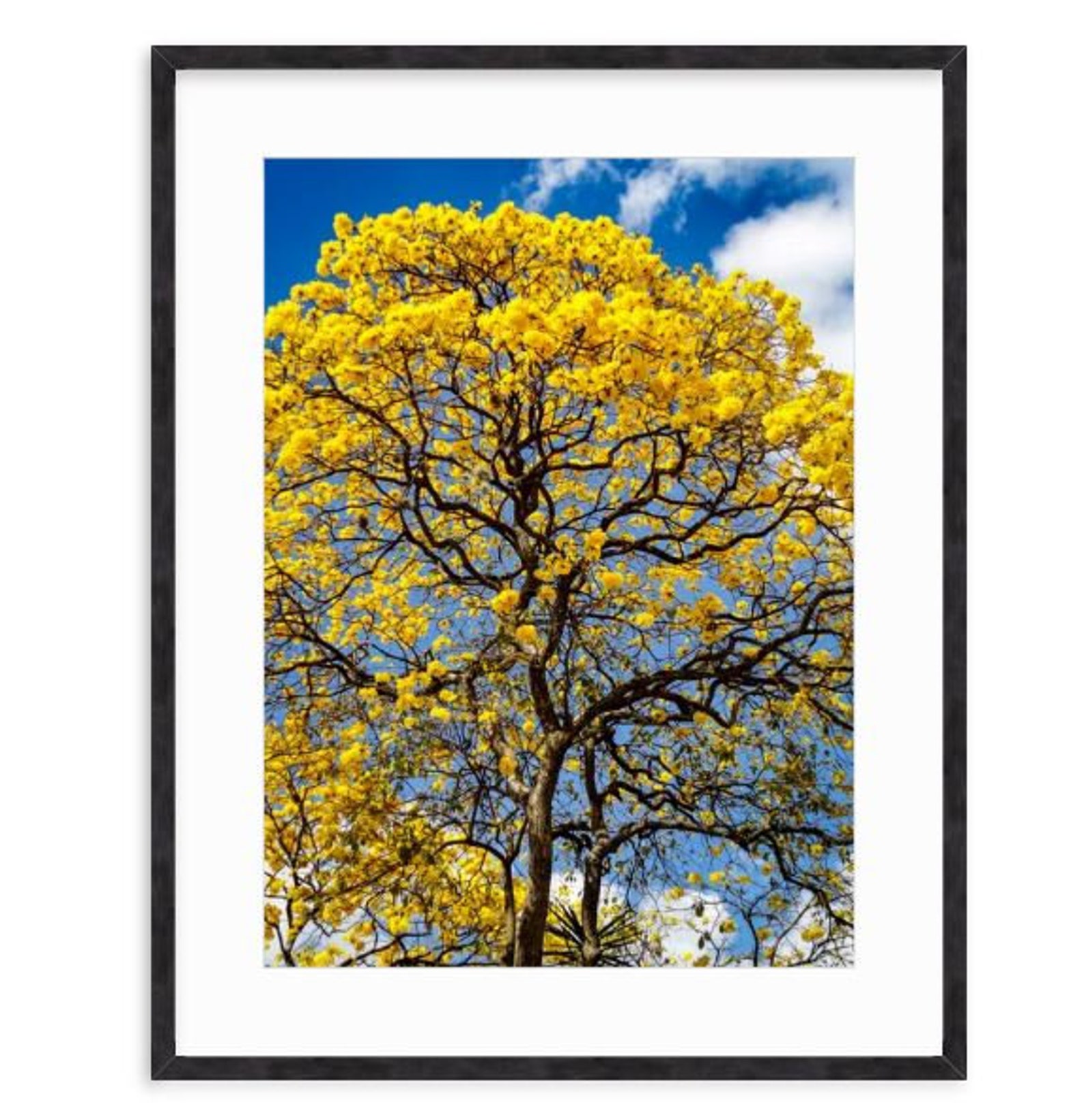 Araguaney Tree From Parque Del Este Print: Venezuela National Tree ...