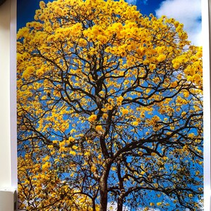 Araguaney Tree From Parque Del Este Print: Venezuela National Tree ...