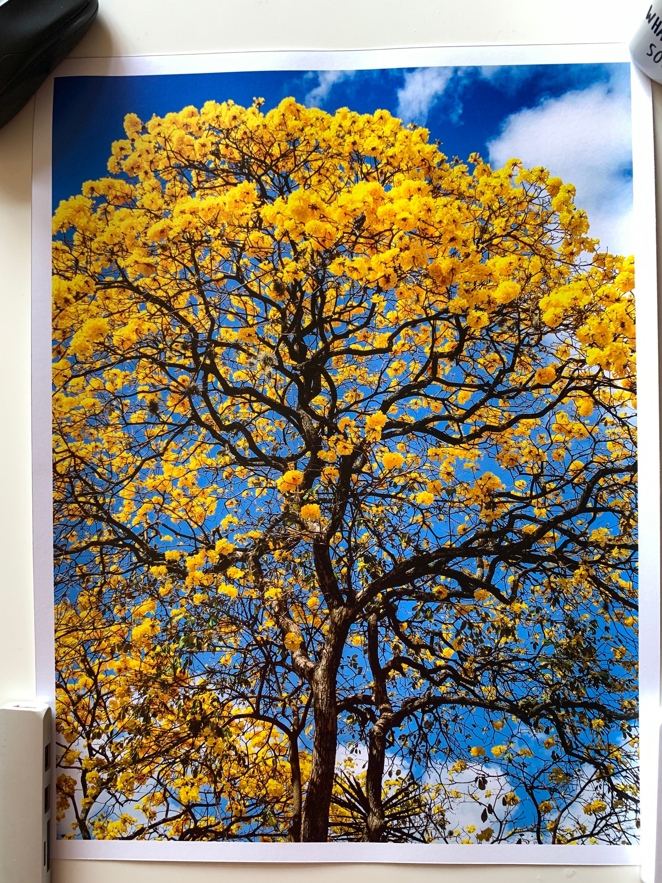 Araguaney Tree From Parque Del Este Print: Venezuela National Tree ...